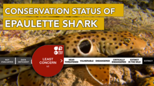 Epaulette Shark Facts & Information Guide – sharksinfo.com
