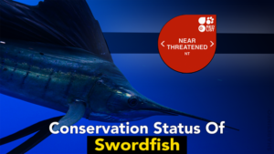 Swordfish Facts & Information Guide – sharksinfo.com