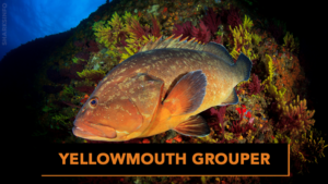 A Guide To The Different Types Of Grouper – sharksinfo.com