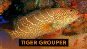 A Guide To The Different Types Of Grouper – sharksinfo.com