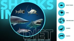 What Are Lamniformes (Mackerel Sharks)? – sharksinfo.com