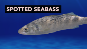 A Guide To The Different Types Of Sea Bass – sharksinfo.com