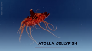 10 Most Beautiful Jellyfish in the world – sharksinfo.com