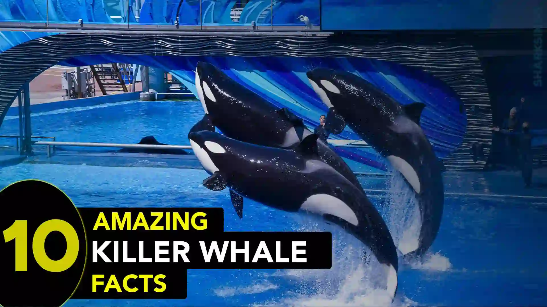 10 Interesting Killer Whale Facts - sharksinfo.com