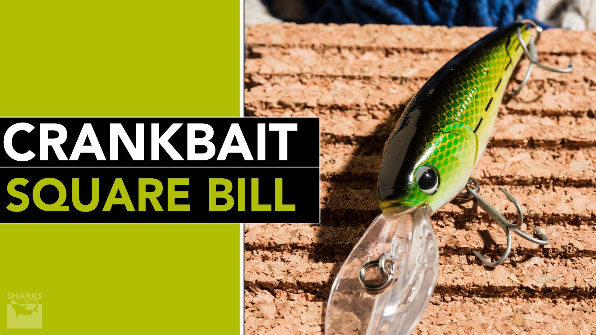 3 Awesome Crankbaits For Beginner Anglers – sharksinfo.com