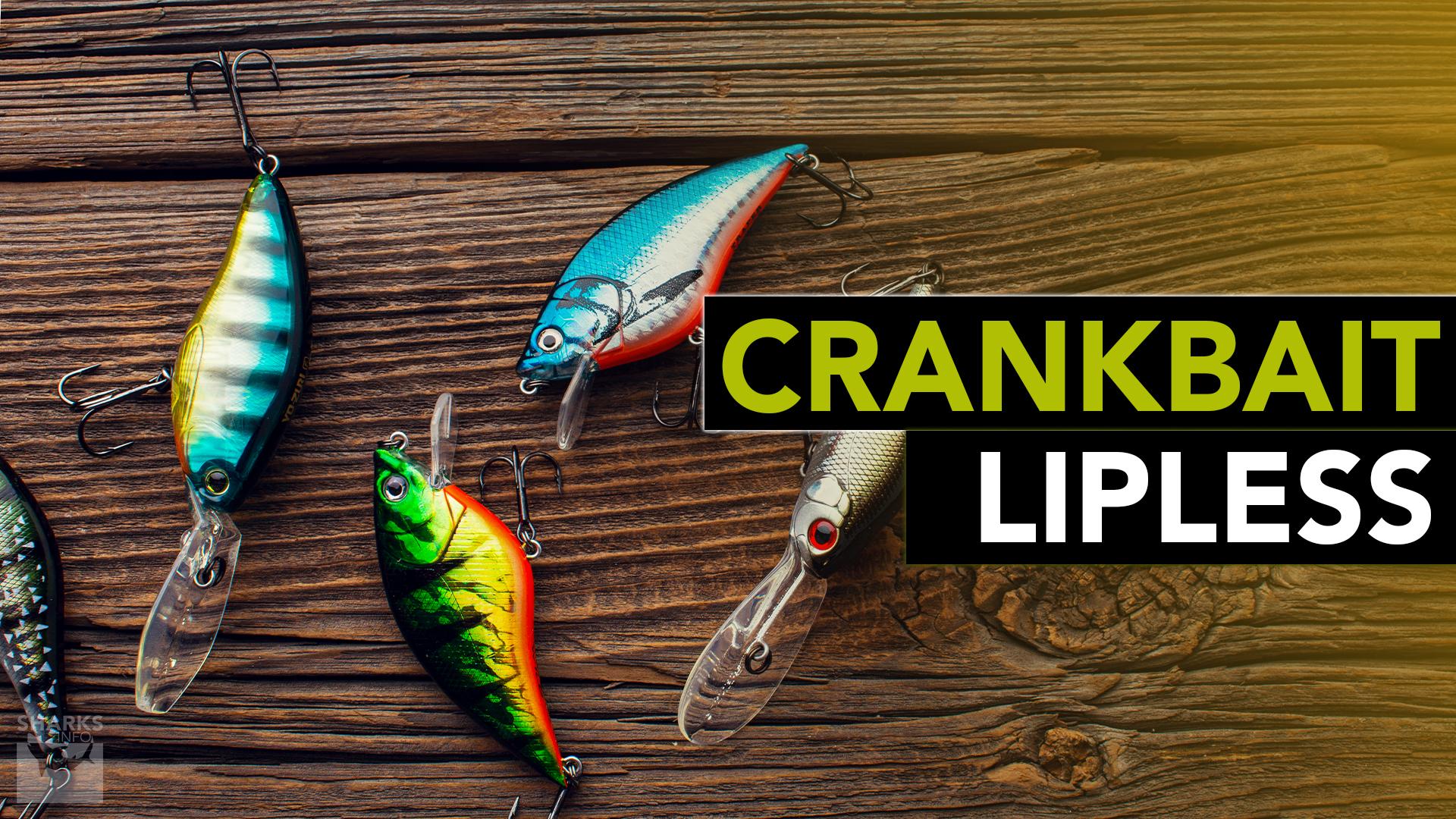3 Awesome Crankbaits For Beginner Anglers – sharksinfo.com