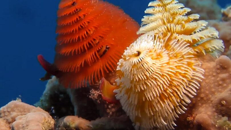 Are Christmas Tree Worms Decomposers? – sharksinfo.com
