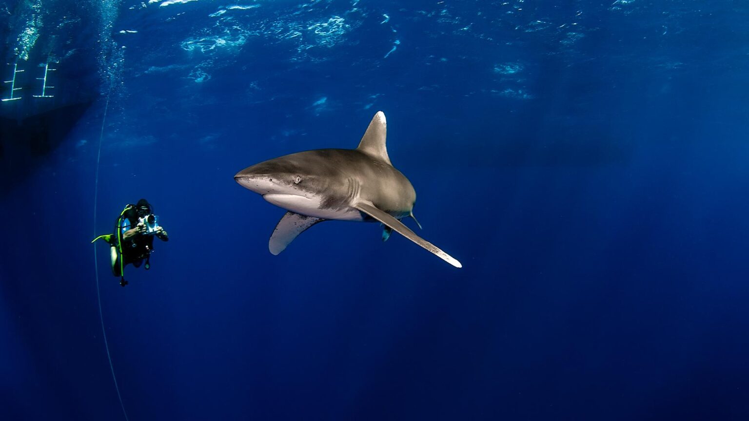 10 Fast Facts About Oceanic Whitetip Sharks – sharksinfo.com
