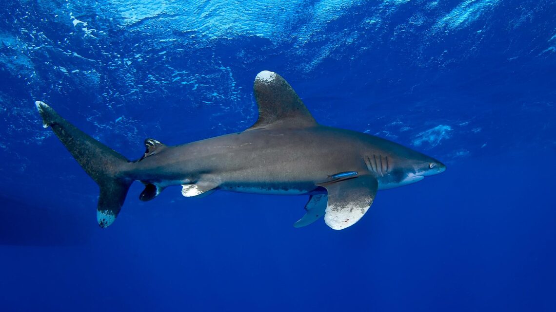 10 Fast Facts About Oceanic Whitetip Sharks - sharksinfo.com