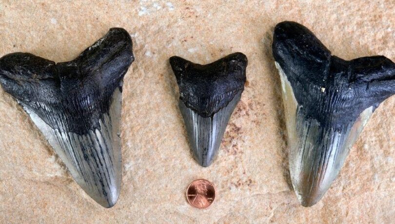 Fascinating Shark Teeth Facts You Want To Know – sharksinfo.com