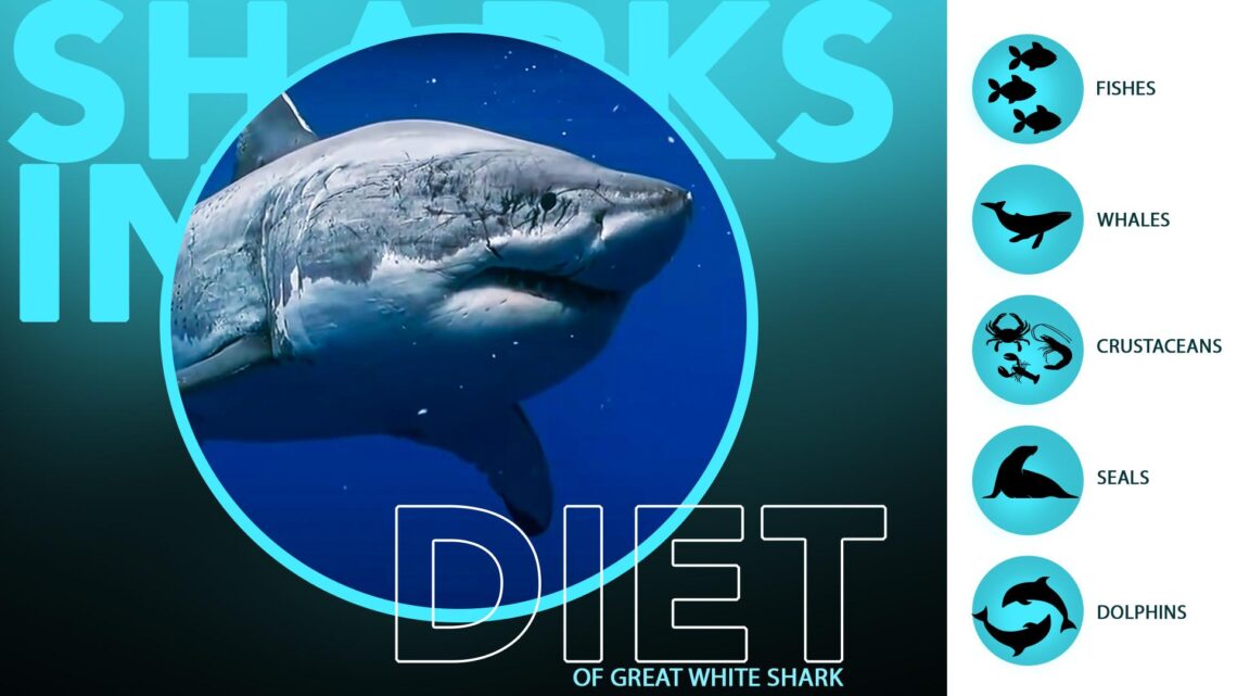 The Great White Shark [20+ Facts] Reproduction, Habitat, Size & Diet ...