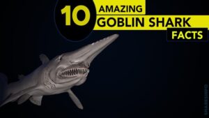 10 Interesting Goblin Shark Facts – sharksinfo.com