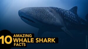 10 Amazing Facts of Whale Shark – sharksinfo.com