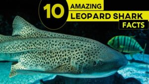 10 interesting leopard shark facts – sharksinfo.com