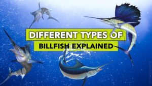 Different Types of Billfish | Explained – sharksinfo.com