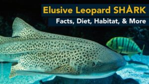Elusive leopard shark – Facts, Diet, Habitat, & More – sharksinfo.com