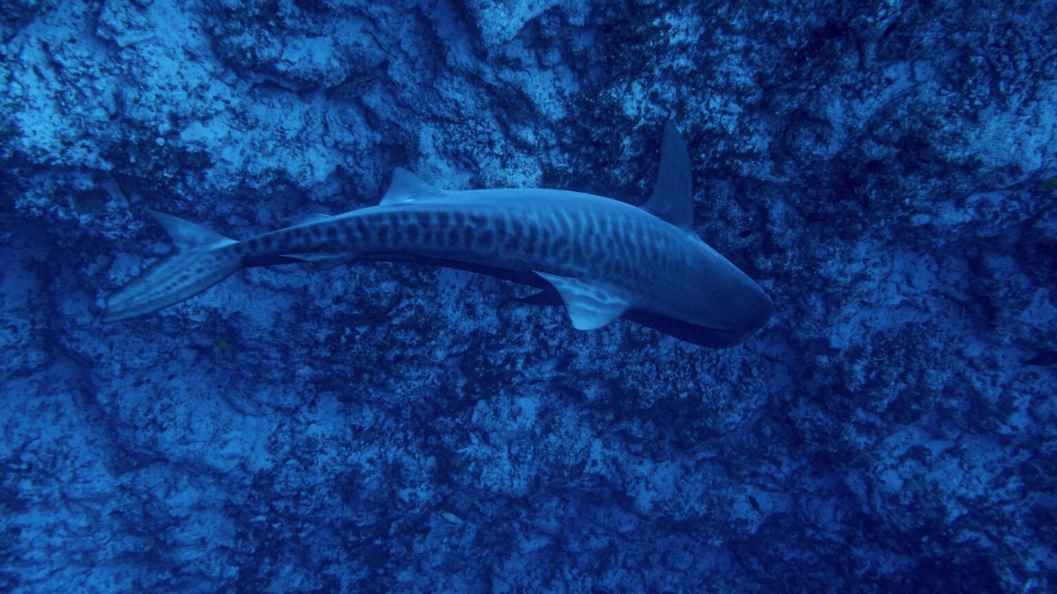 How Many Pups can Tiger Sharks have? – sharksinfo.com