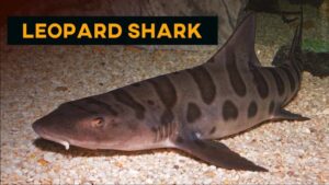 10 interesting leopard shark facts – sharksinfo.com