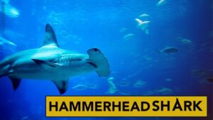 Why do hammerhead sharks have hammer-shaped heads? – sharksinfo.com