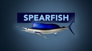Different Types of Billfish | Explained – sharksinfo.com