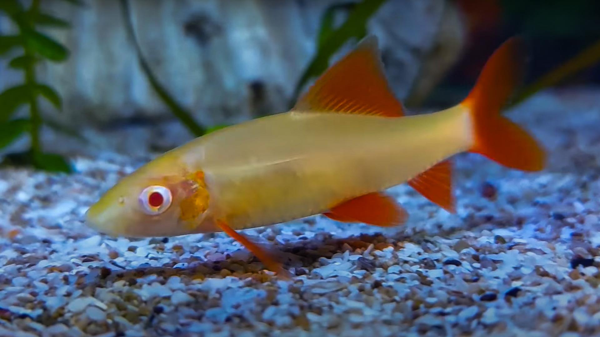 Why is my Rainbow Shark Turning White? – sharksinfo.com