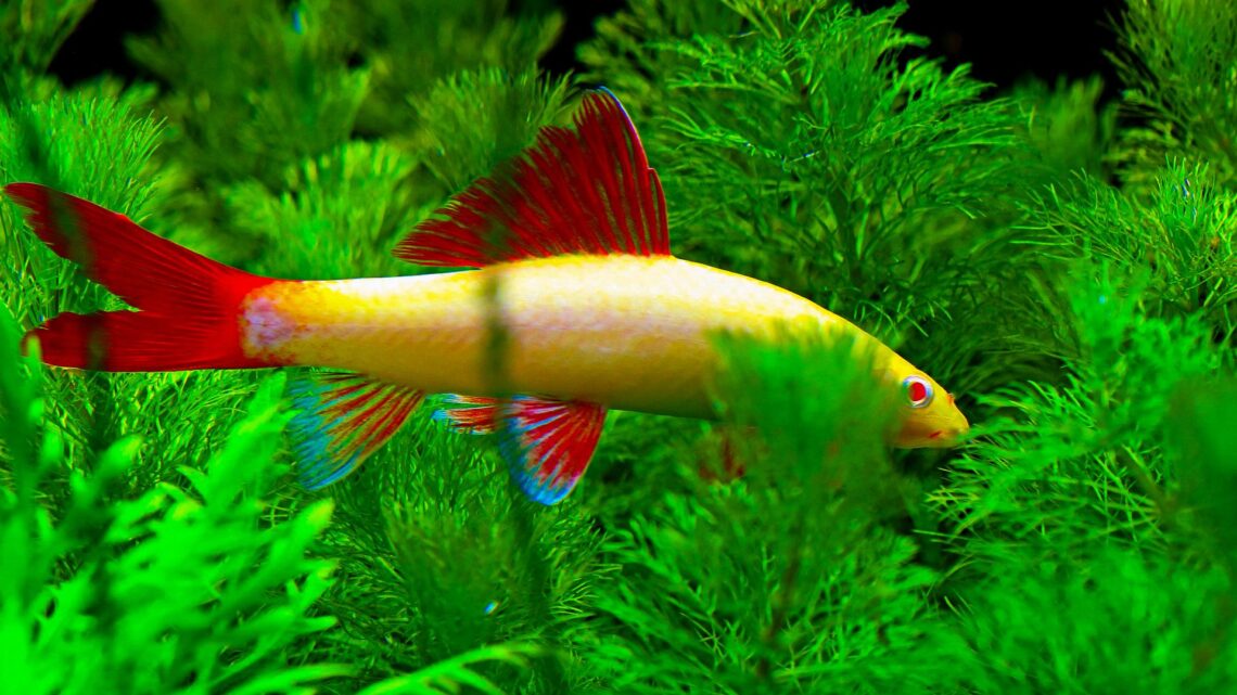 Why is my Rainbow Shark Turning White? – sharksinfo.com