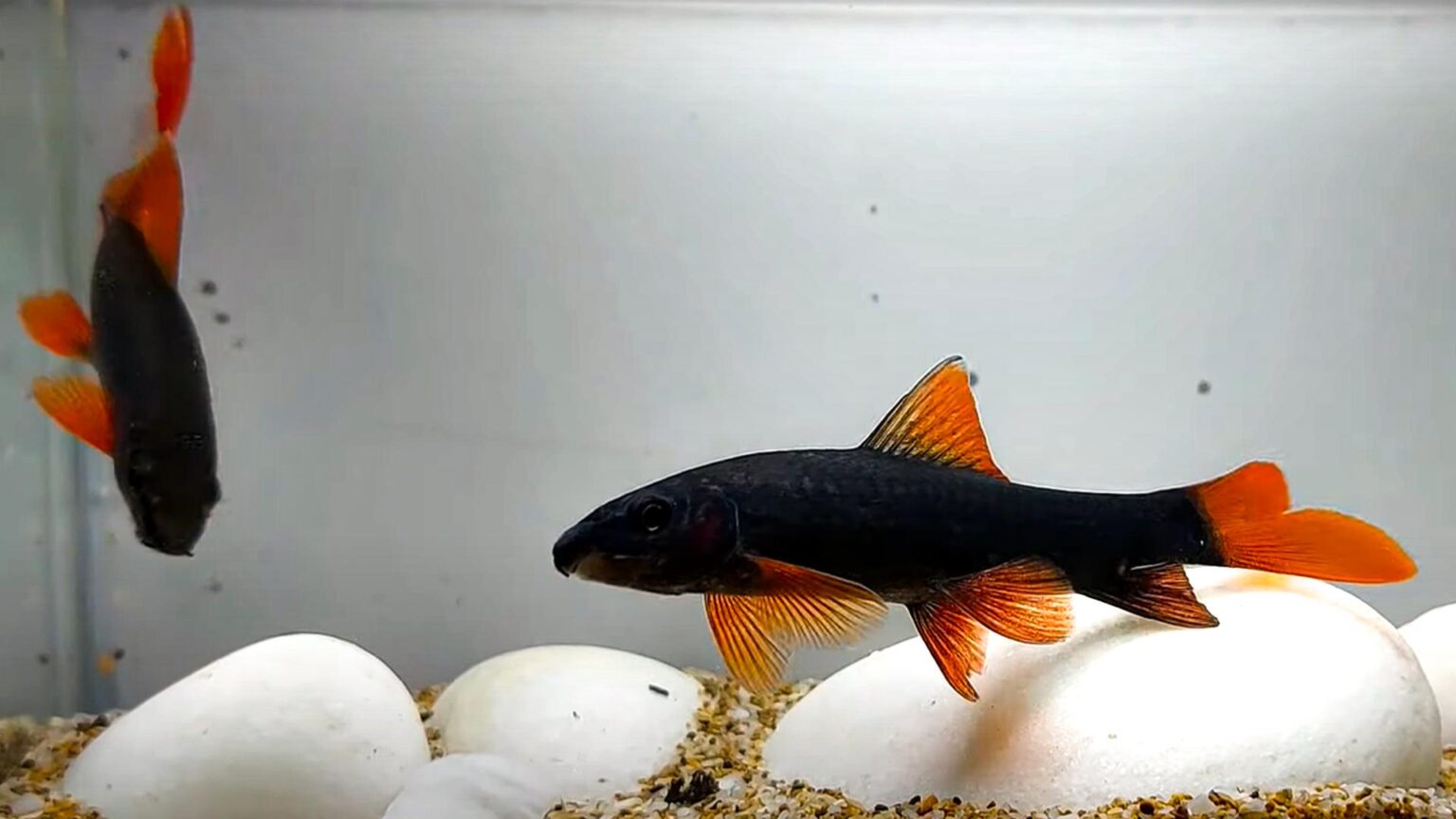 How Big Do Red Tail Sharks Can Grow – sharksinfo.com