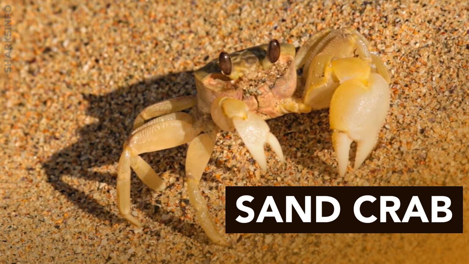 Sand Crab – Facts, Diet, Habitat, Behavior, Lifespan & More ...