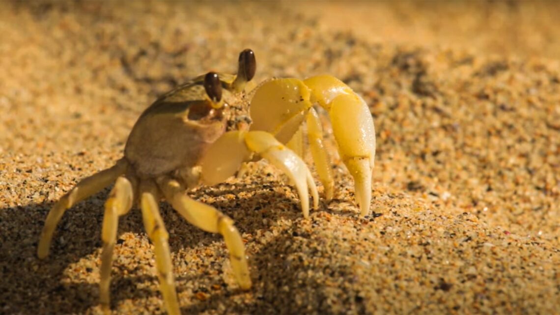 Sand Crab – Facts, Diet, Habitat, Behavior, Lifespan & More ...