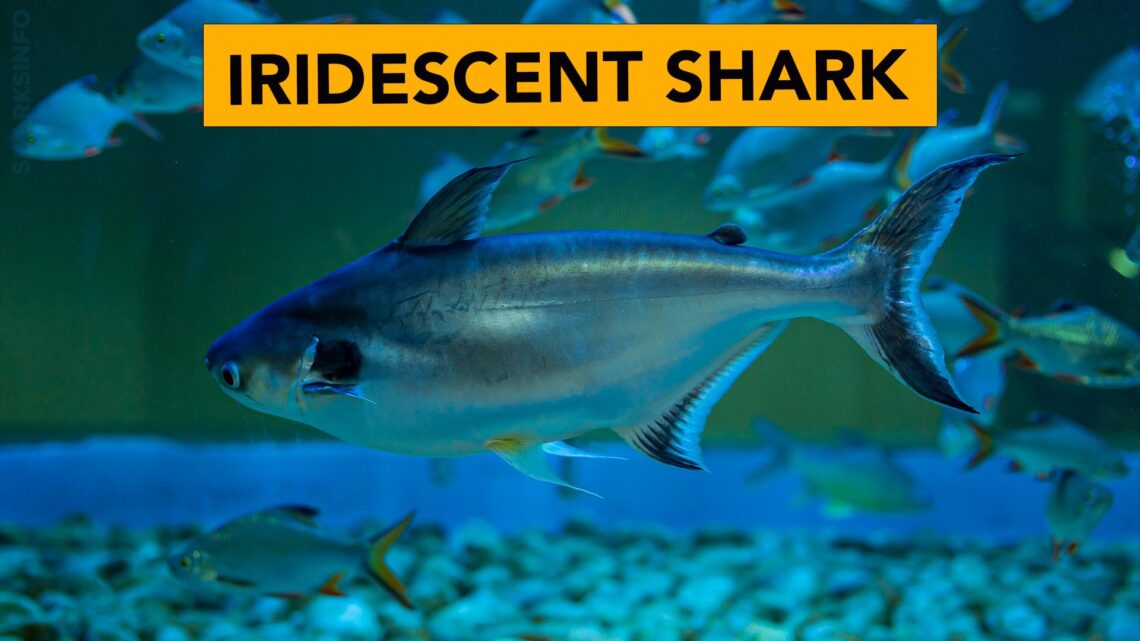Iridescent Shark Care Guide & Species Profile – sharksinfo.com
