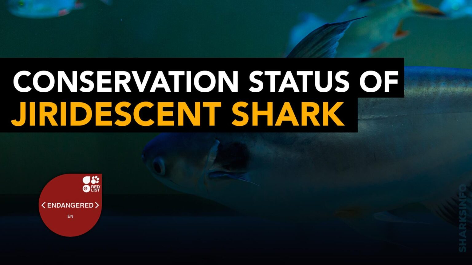 Iridescent Shark Care Guide & Species Profile – sharksinfo.com