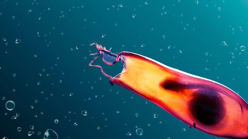 Stages of Shark’s Life Cycle – sharksinfo.com