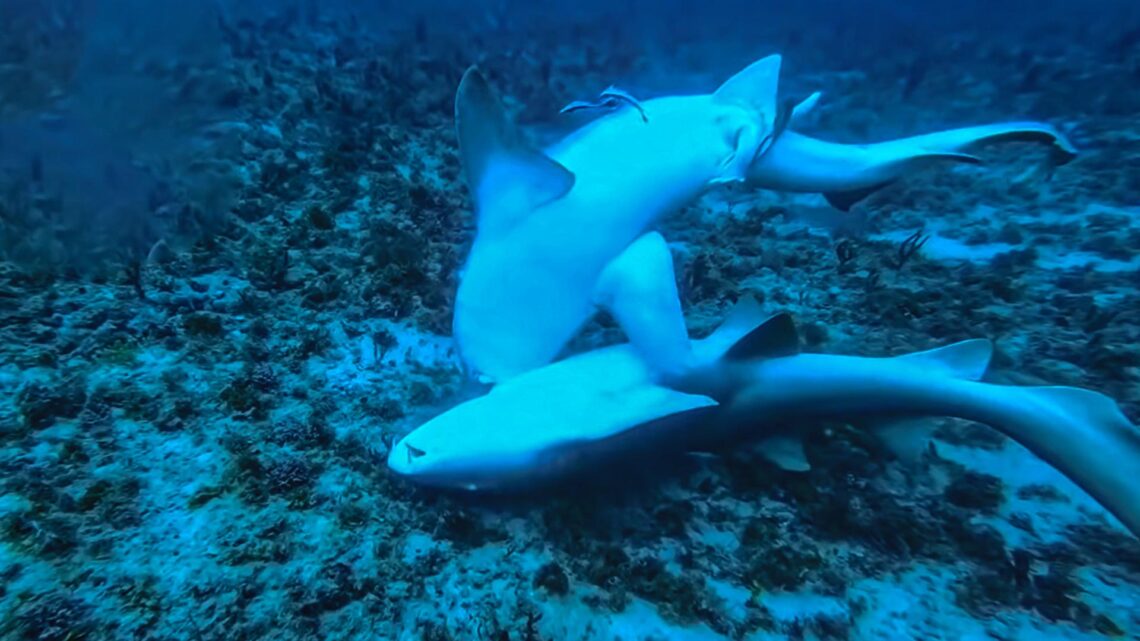 4 Unique Ways Sharks Reproduce – sharksinfo.com