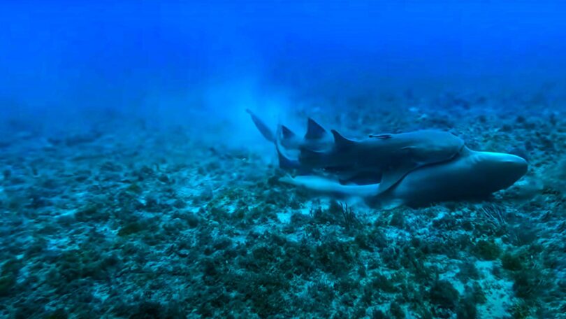 4 Unique Ways Sharks Reproduce – sharksinfo.com