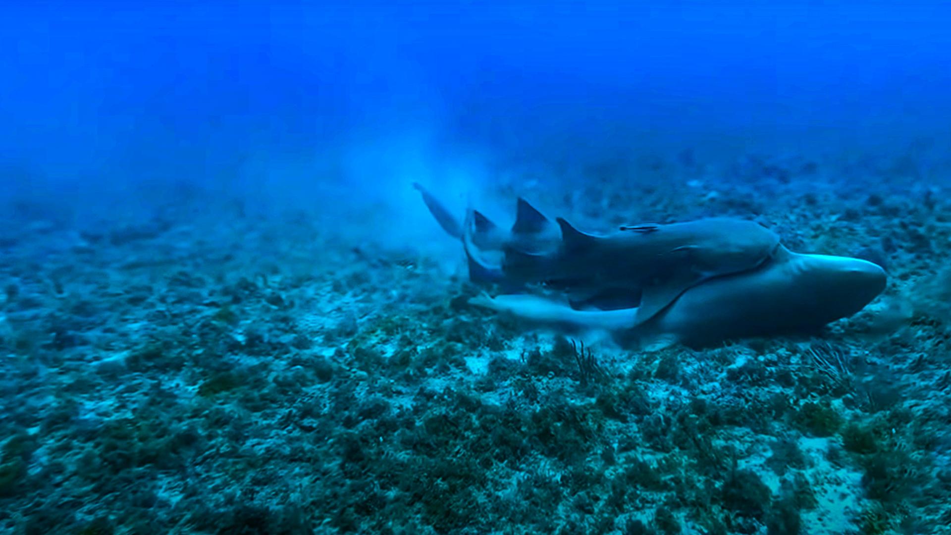 4 Unique Ways Sharks Reproduce – sharksinfo.com