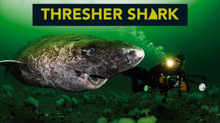 Top 7 Cutest Sharks Ever – sharksinfo.com