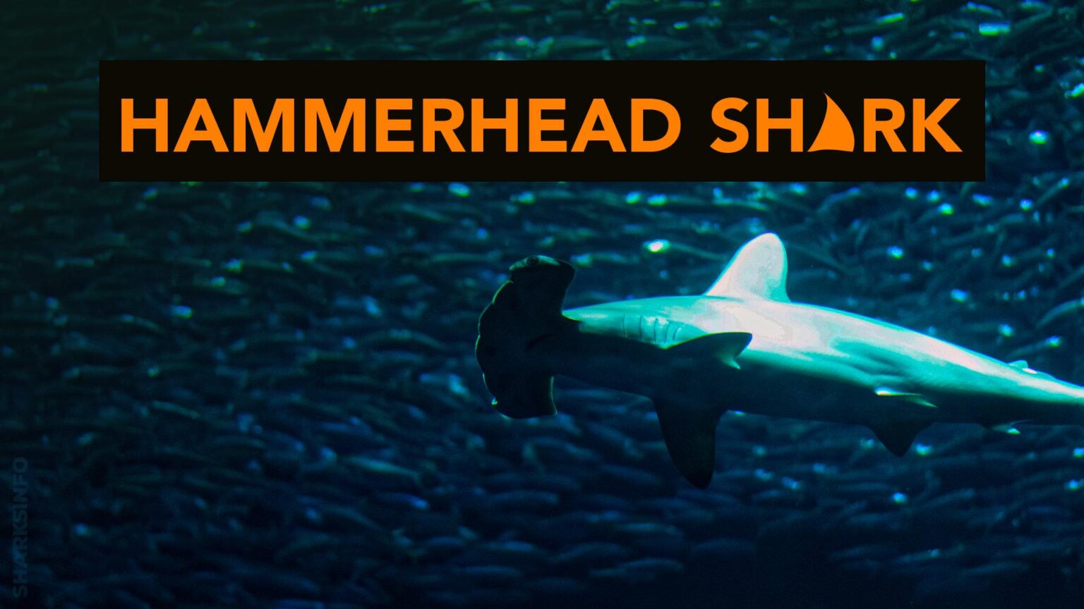 Top 7 Cutest Sharks Ever – sharksinfo.com