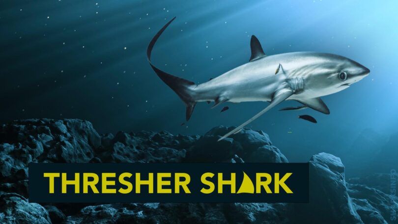 Top 7 Cutest Sharks Ever – sharksinfo.com