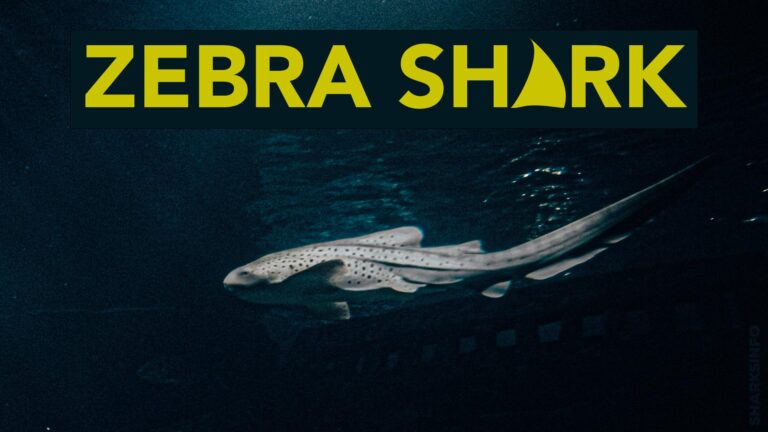 Top 7 Cutest Sharks Ever – sharksinfo.com