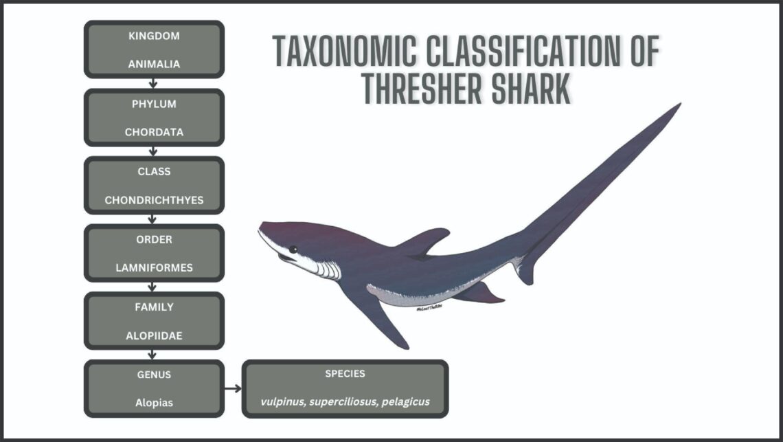 The Thresher Shark x10 Facts – sharksinfo.com