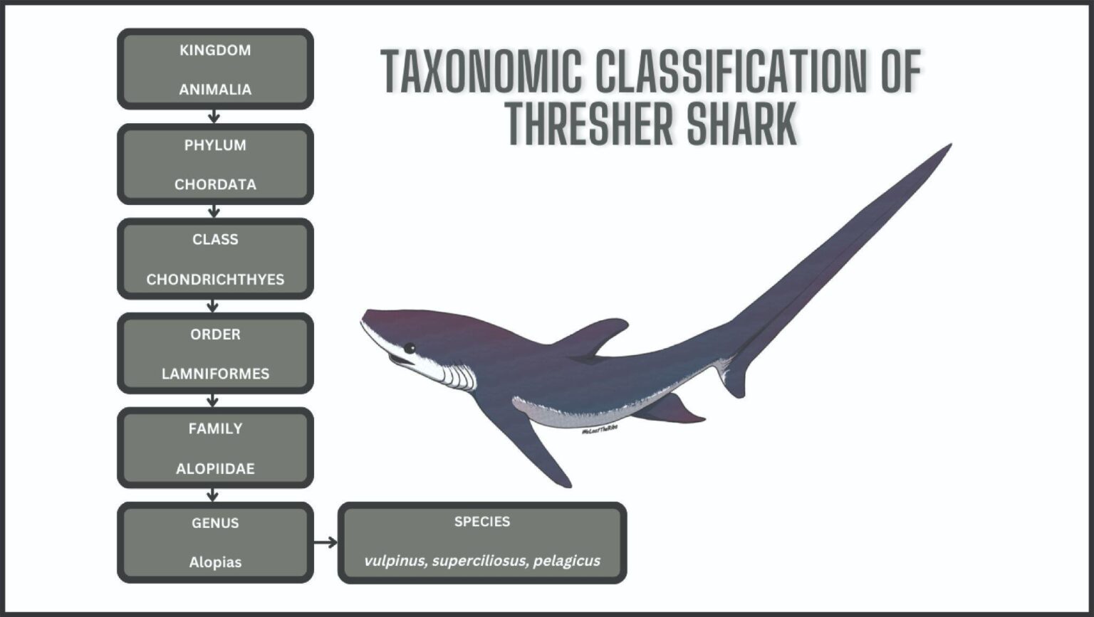 The Thresher Shark x10 Facts – sharksinfo.com