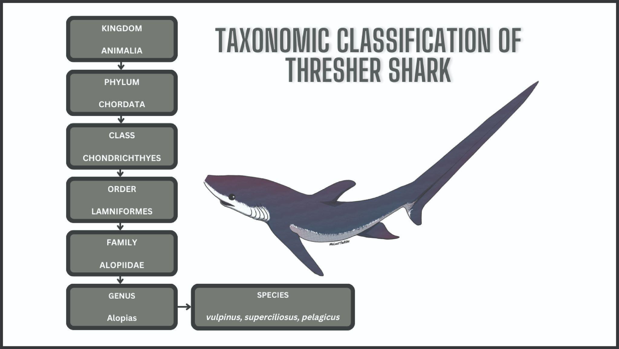 The Thresher Shark x10 Facts – sharksinfo.com