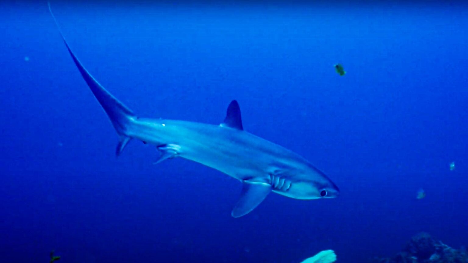 The Thresher Shark x10 Facts – sharksinfo.com