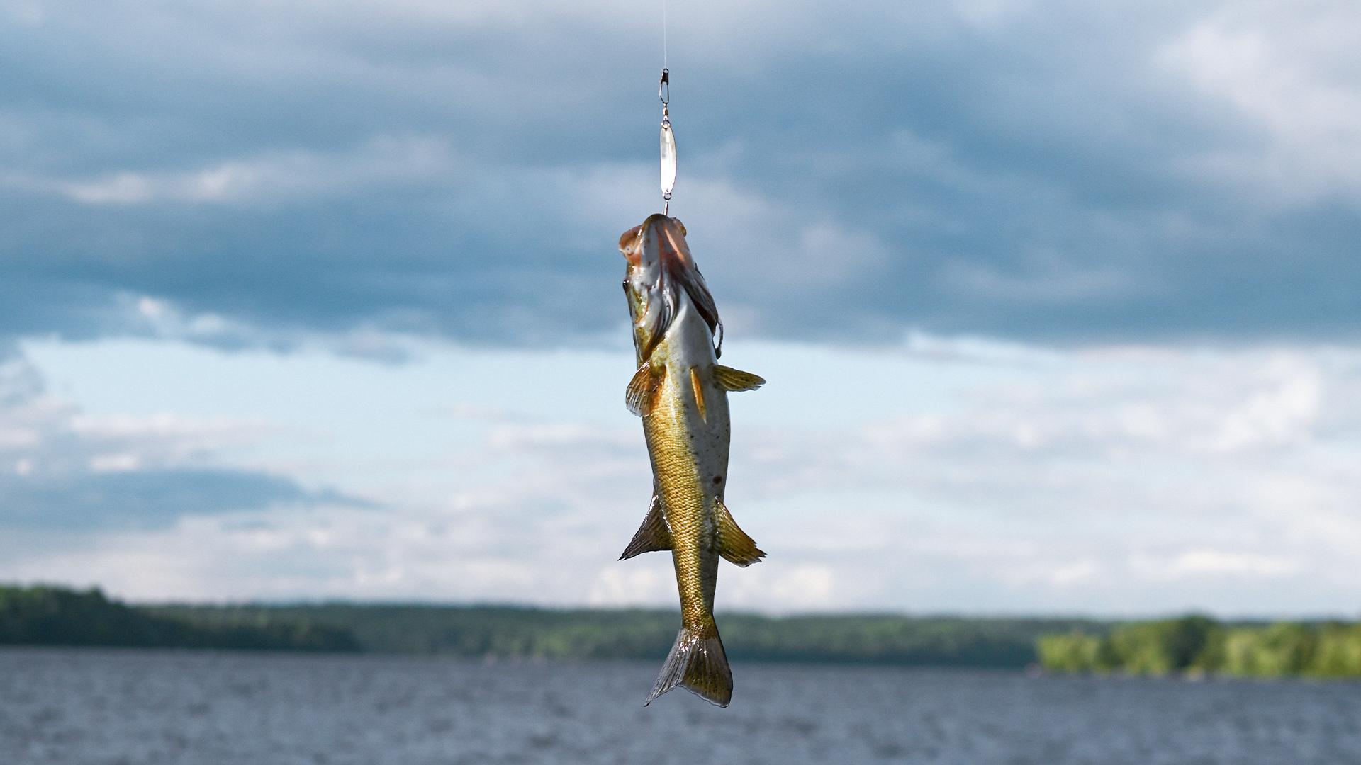 Tokyo Rig – How To Fish And Rig? – sharksinfo.com