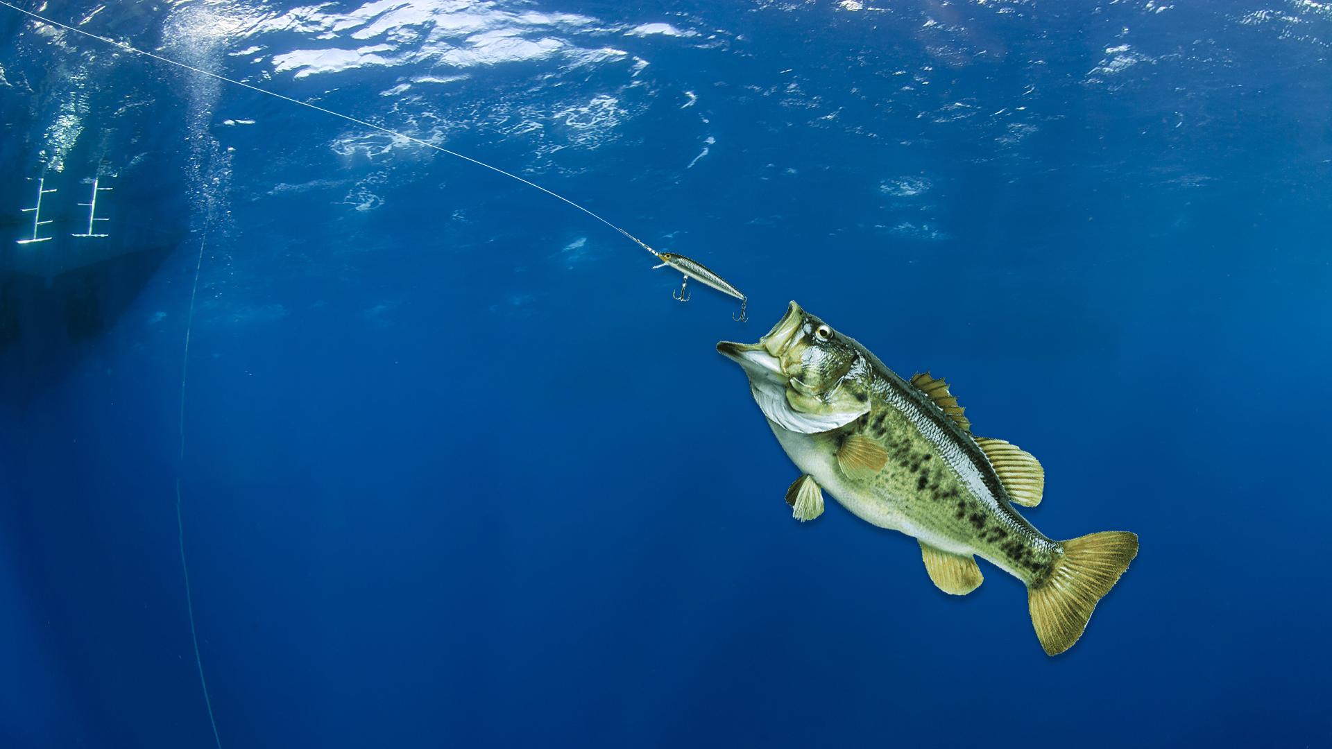 Tokyo Rig – How To Fish And Rig? – sharksinfo.com