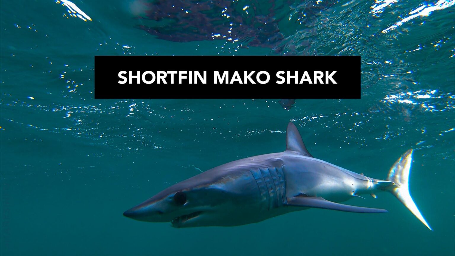 Top 10 scariest shark species – sharksinfo.com