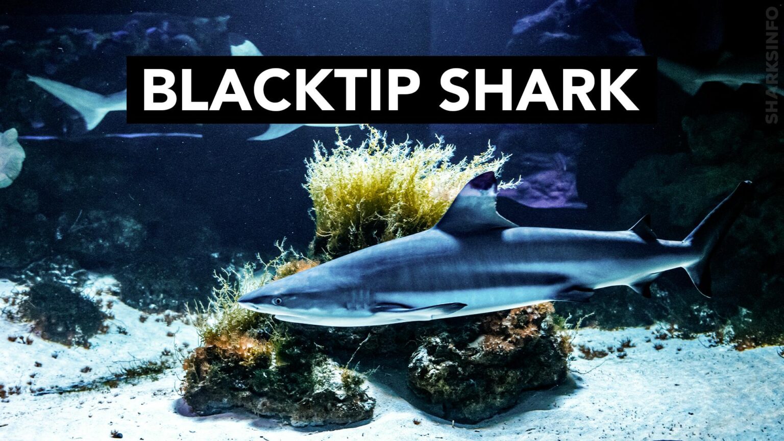 Top 10 scariest shark species – sharksinfo.com