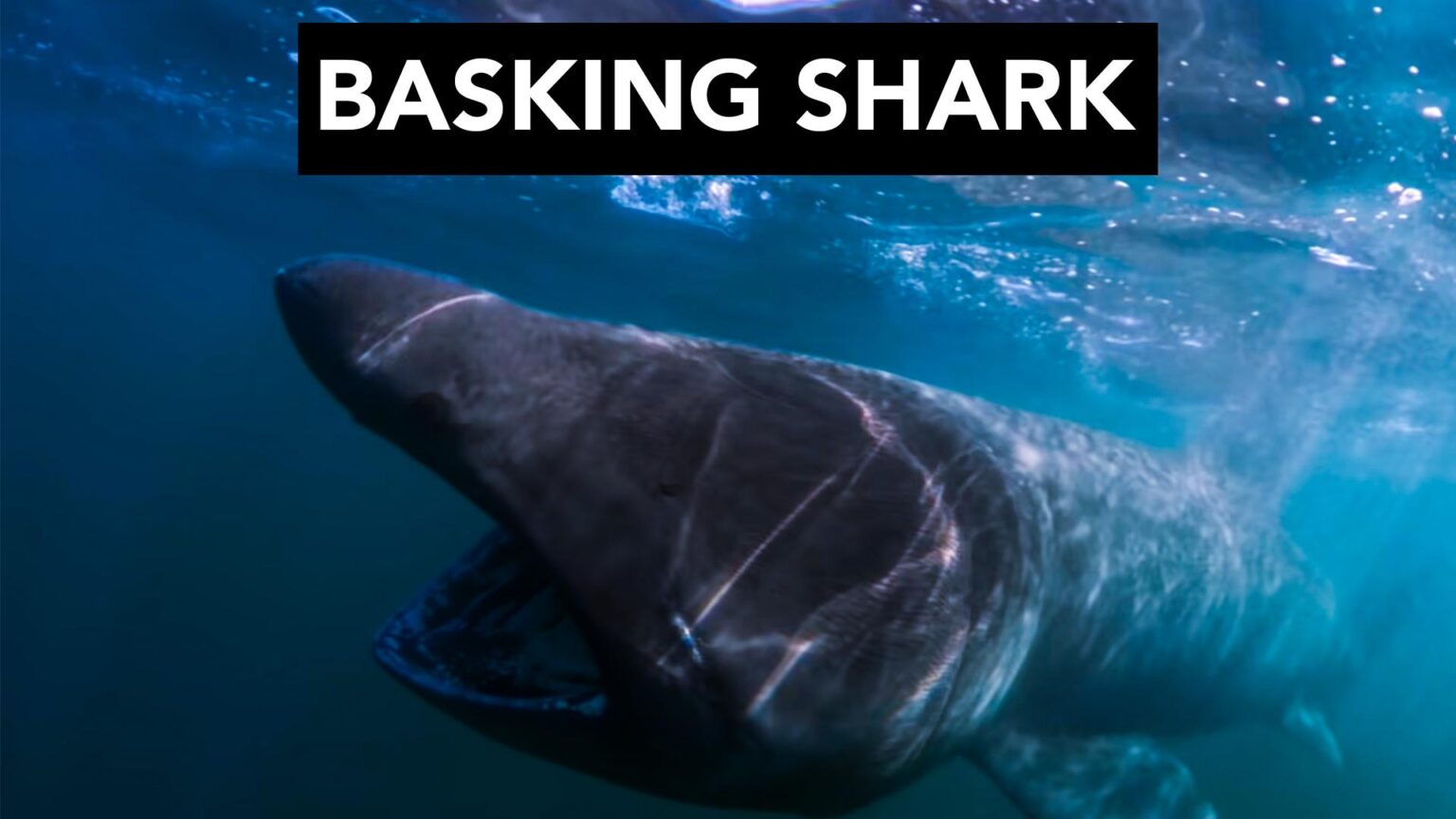 Top 10 scariest shark species – sharksinfo.com