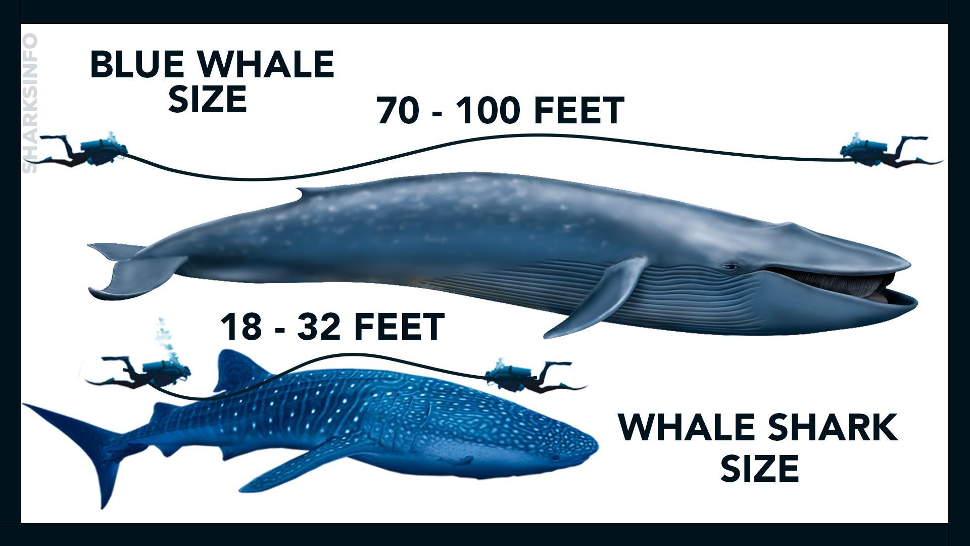 Which Is Bigger A Blue Whale Or A Whale Shark Sharksinfo Which Is Bigger A Blue Whale Or A Whale Shark Sharksinfo