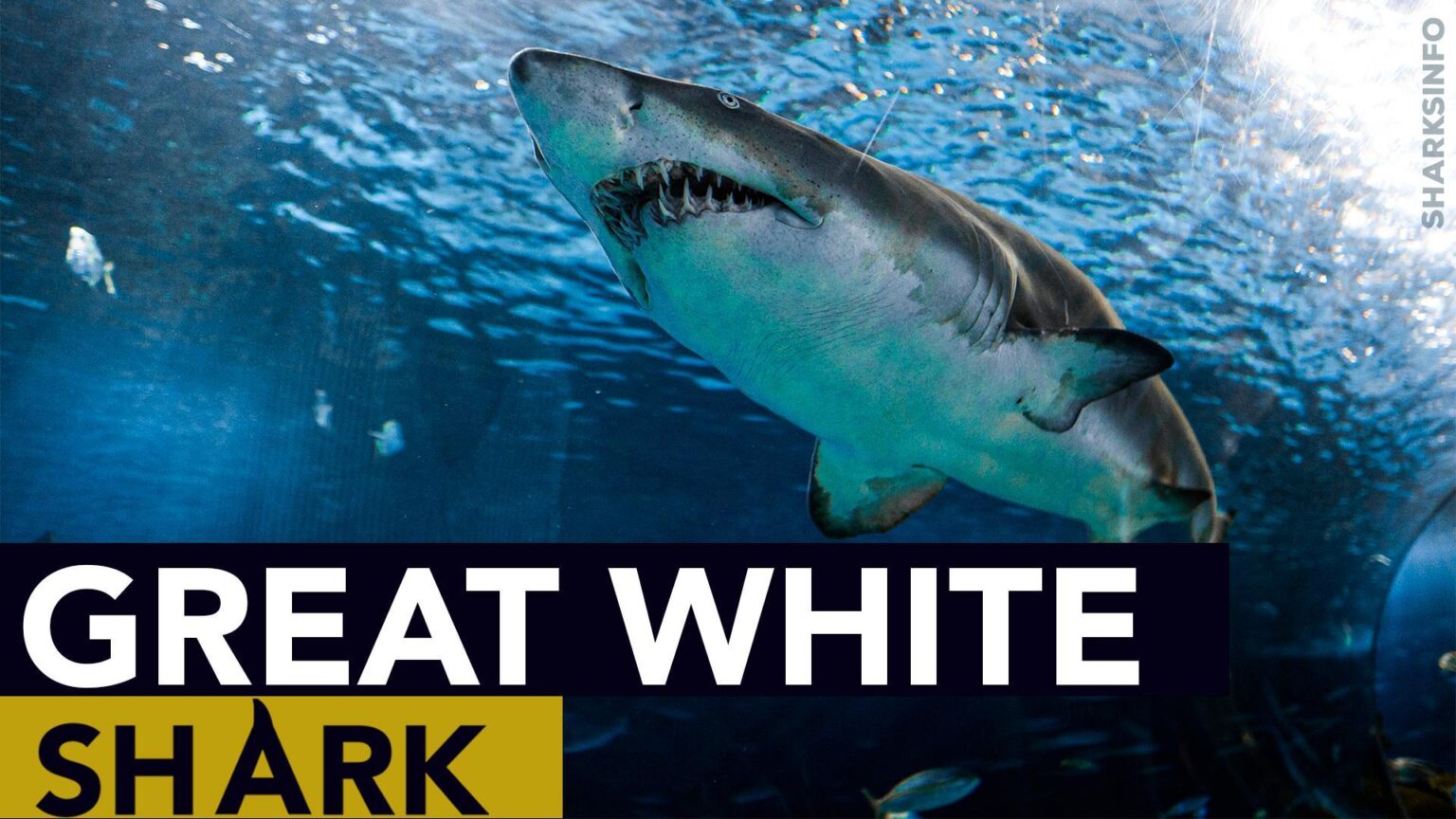 A Shark or a Dolphin? Who would win in a fight – sharksinfo.com